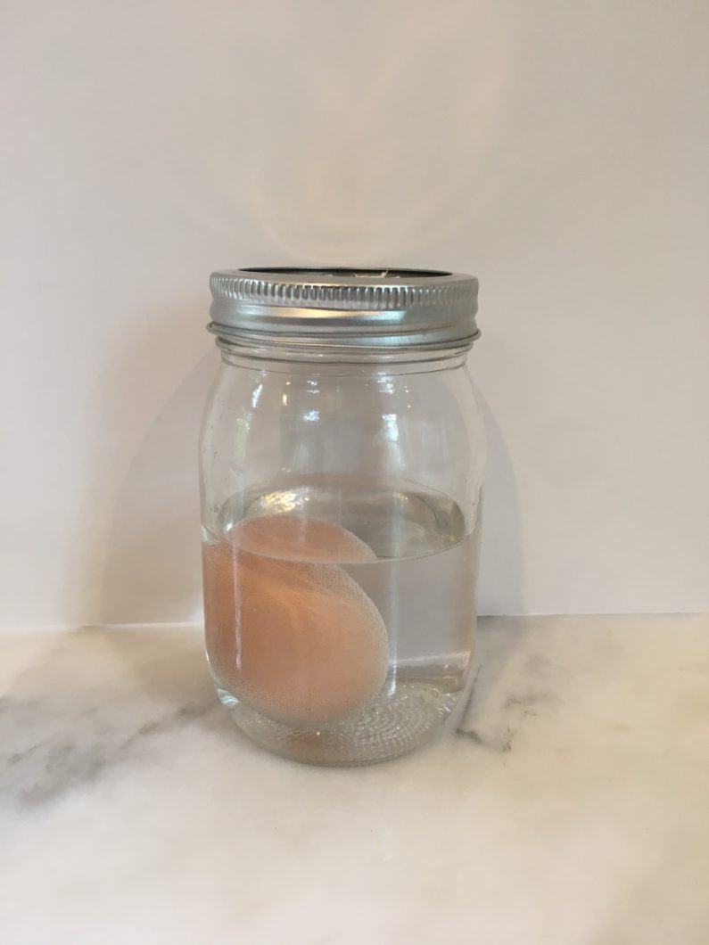 The Shell-less Egg : Science at Home for Kids