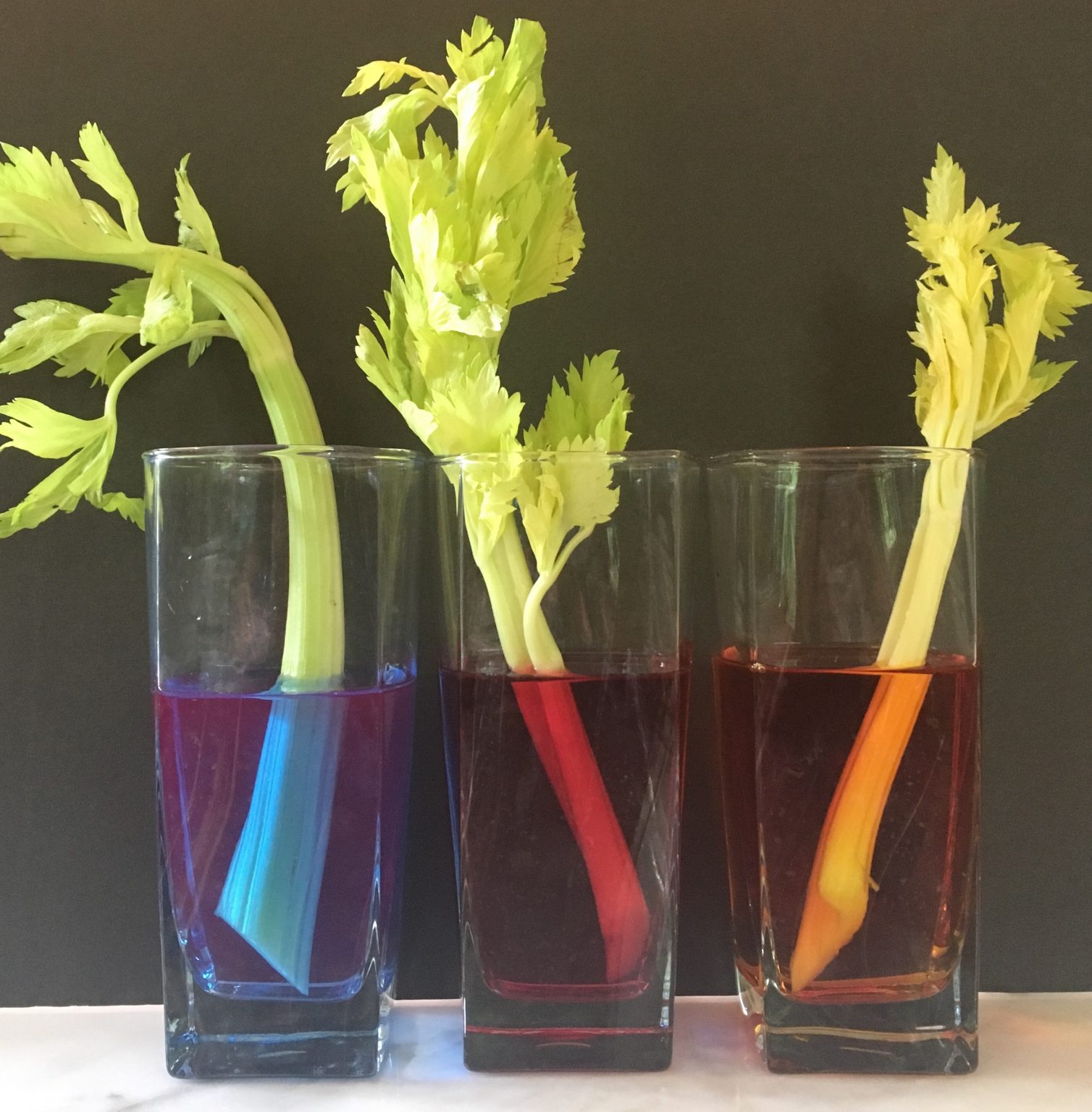Colorful Celery : Science at Home for Kids