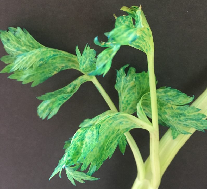 Colorful Celery : Science at Home for Kids