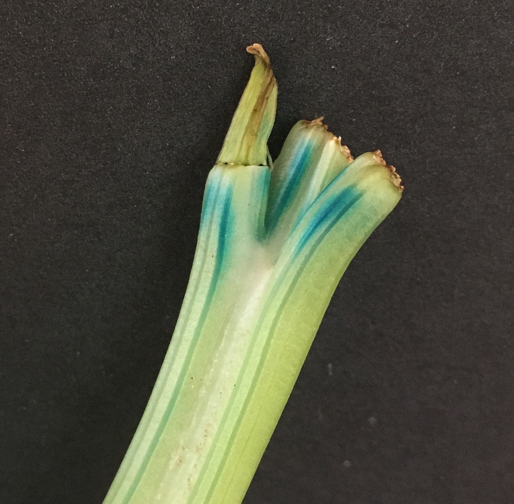 Colorful Celery : Science at Home for Kids