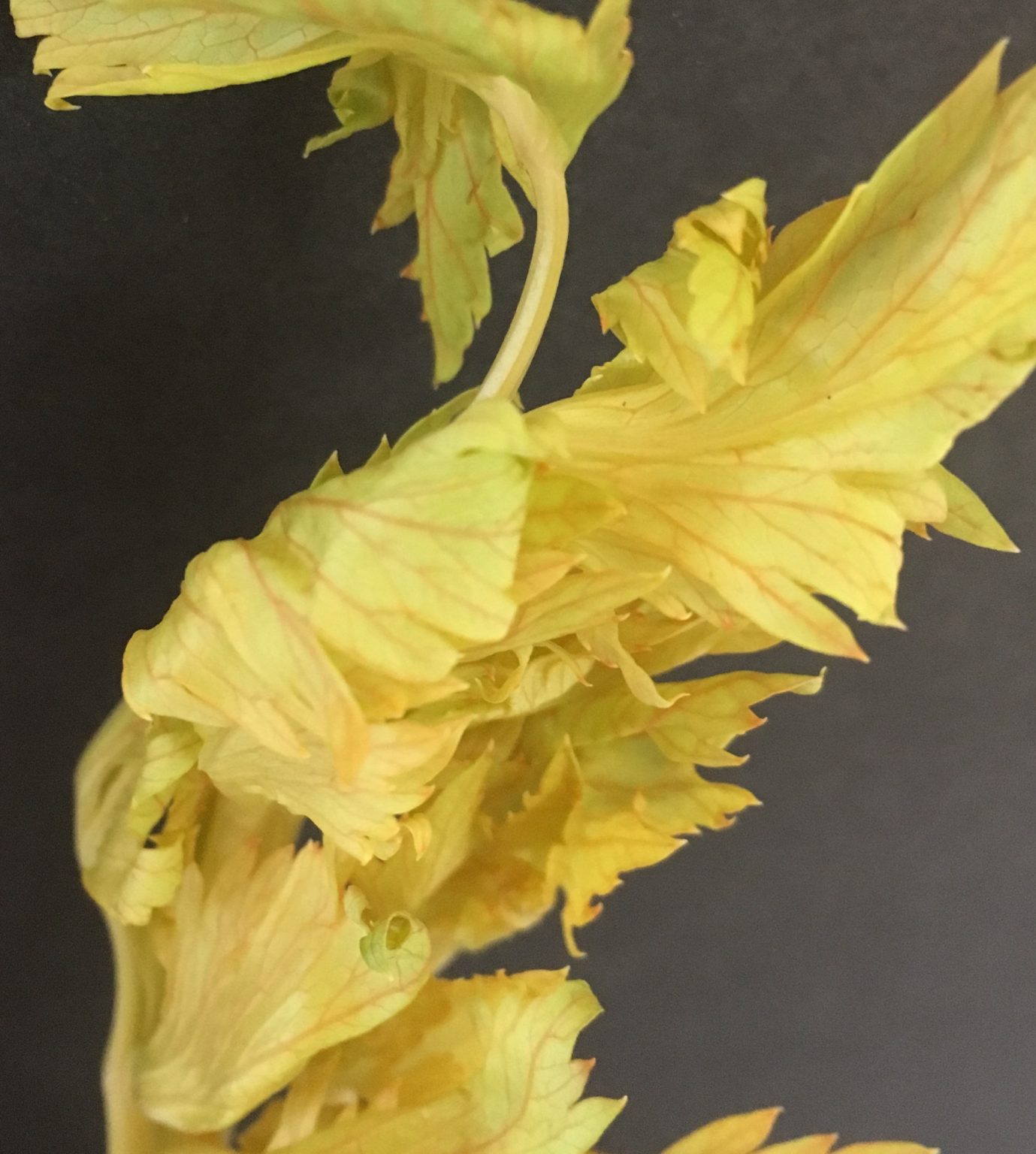 Colorful Celery : Science at Home for Kids